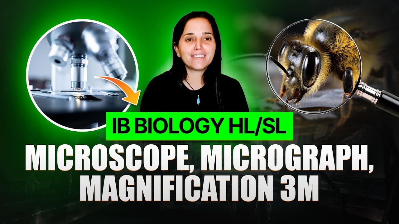 Microscopes, Micrographs & Magnification — The 3 M's of IB Biology ...