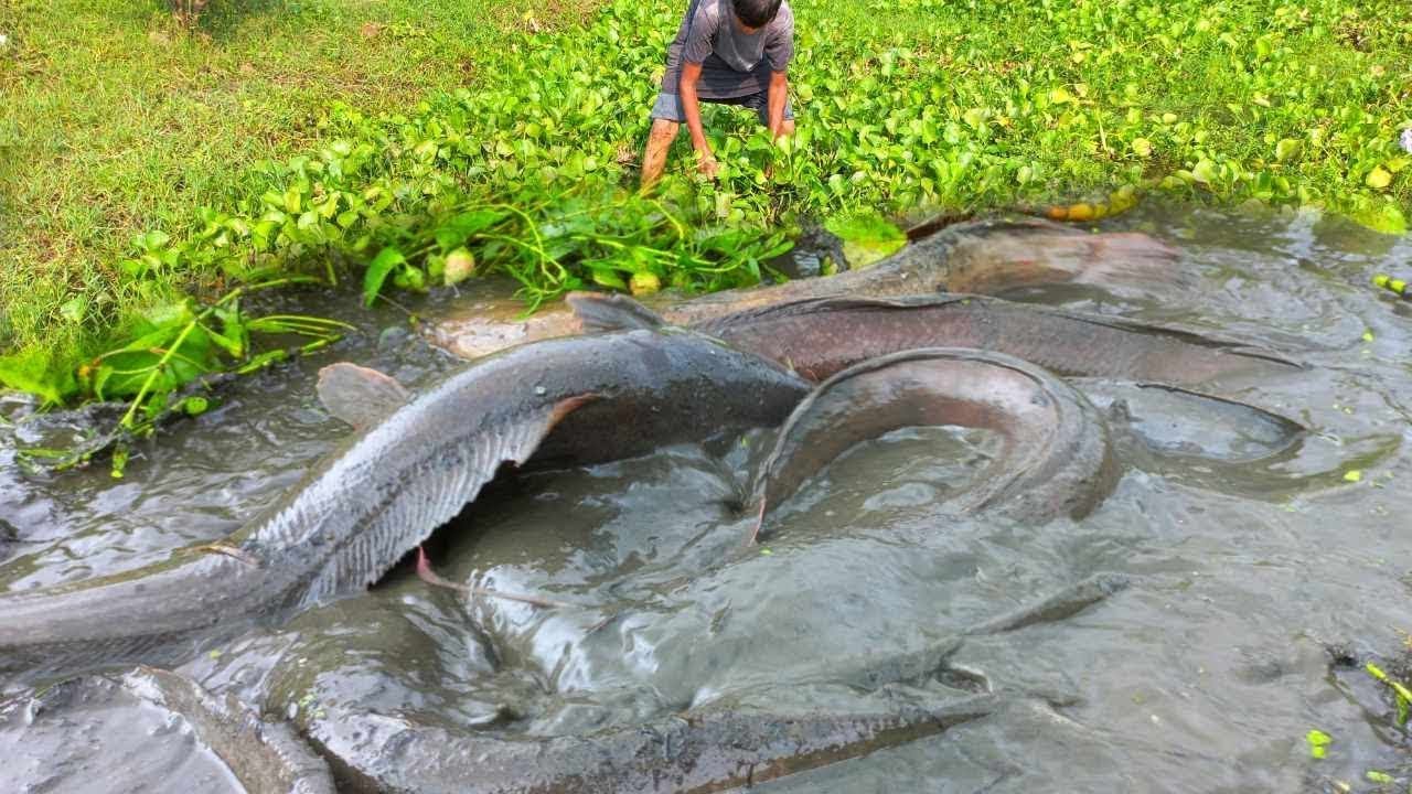 Catching Catfish BY HAND in MUDDY Water - Epic Fishing Challenge - YouTube
