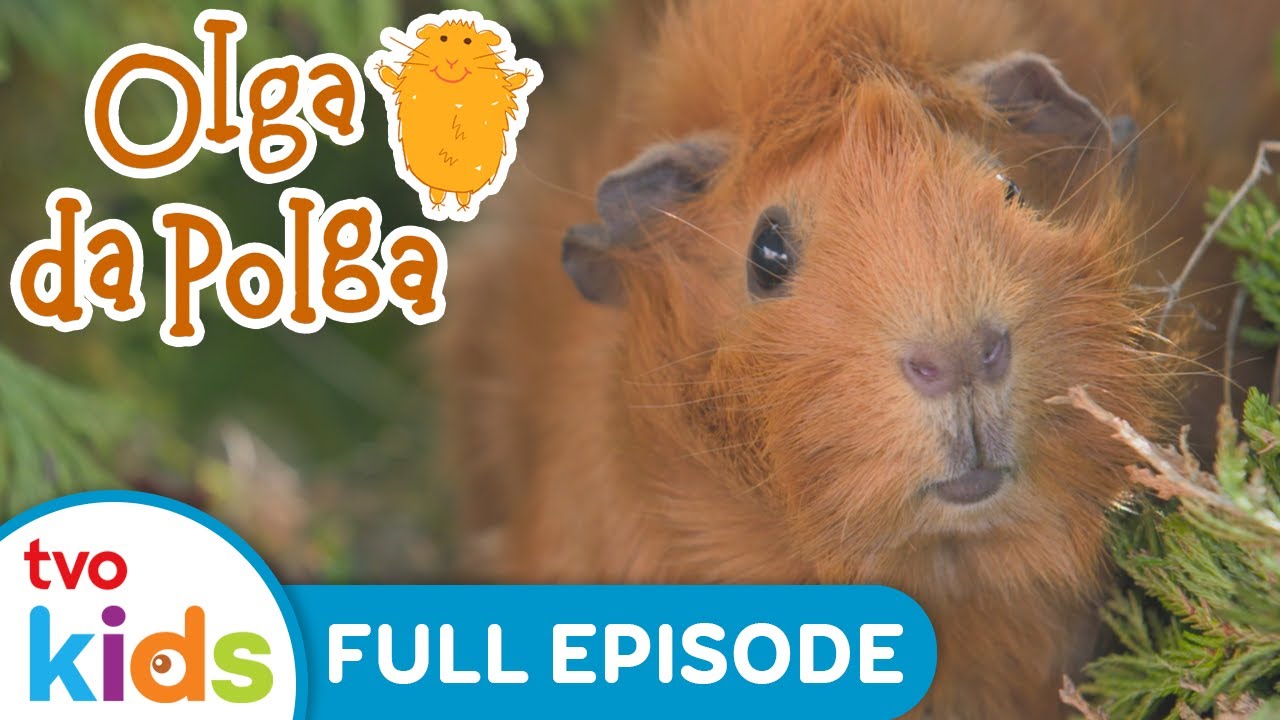 Olga's Off Day 🌸 | Olga Da Polga 🐹 | Guinea Pig Tells Stories 📖 | Meet ...