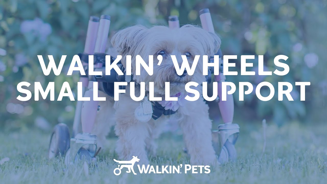 Walkin' Wheels Full Support Wheelchair for Pets - Size SMALL - YouTube