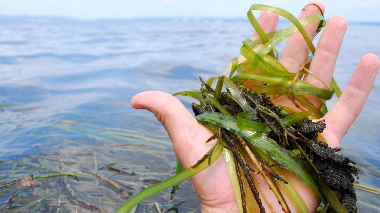 Bay 101: Bay Grasses - YouTube