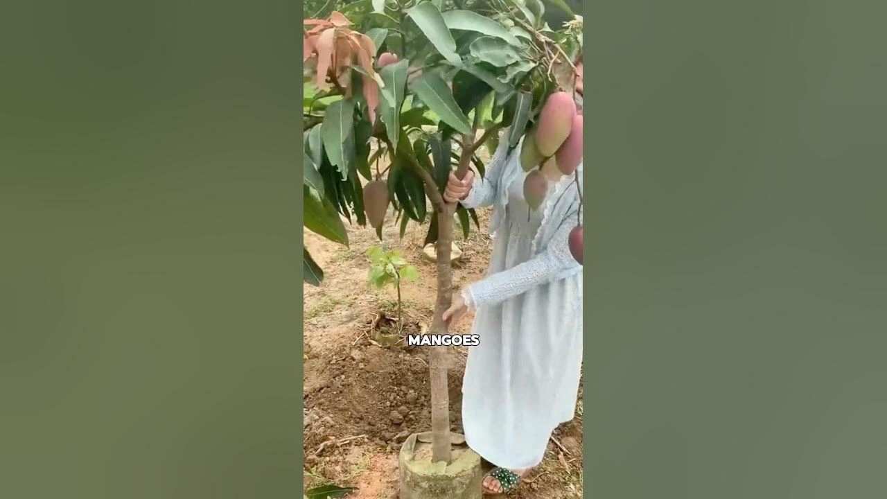 This method can produce seedless mangoes #word #knowledge #usa #explore #fyp - YouTube