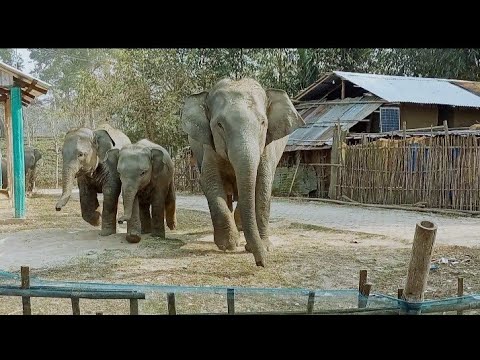 Elephant Moments clips | Elephant Funny clips || Elephant playing ...