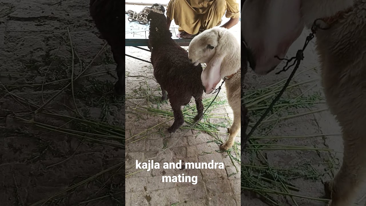 Kajala and mundra sheep mating||Animal Mating || sheep in romantic mood ...