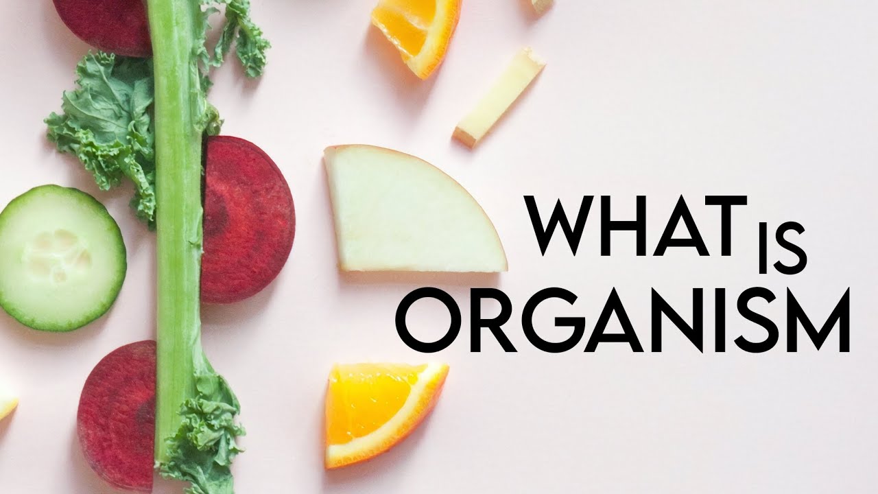 What is organism and how we define it - YouTube