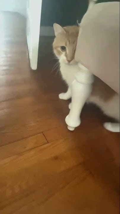 Cat part two - YouTube