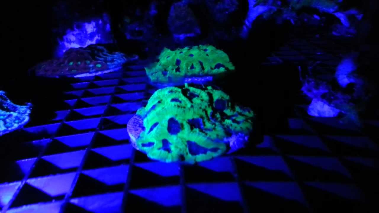 Crazy Long Coral Sweepers - YouTube