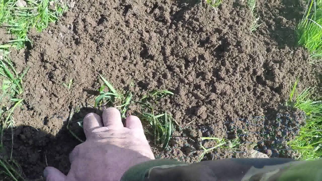 Shooting moles with a shotgun - YouTube