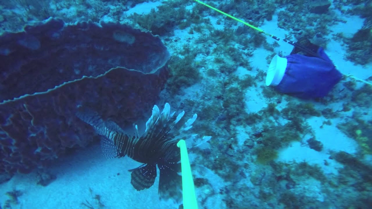 Snaring Lionfish ~ Florida Scuba Divers - YouTube