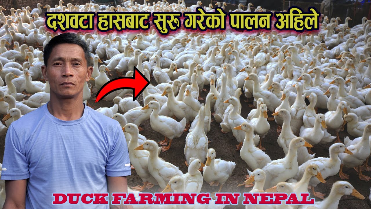 दशवटा हासबाट सुरू गरेको पालन अहिले - duck farming in Nepal - Haas palan ...