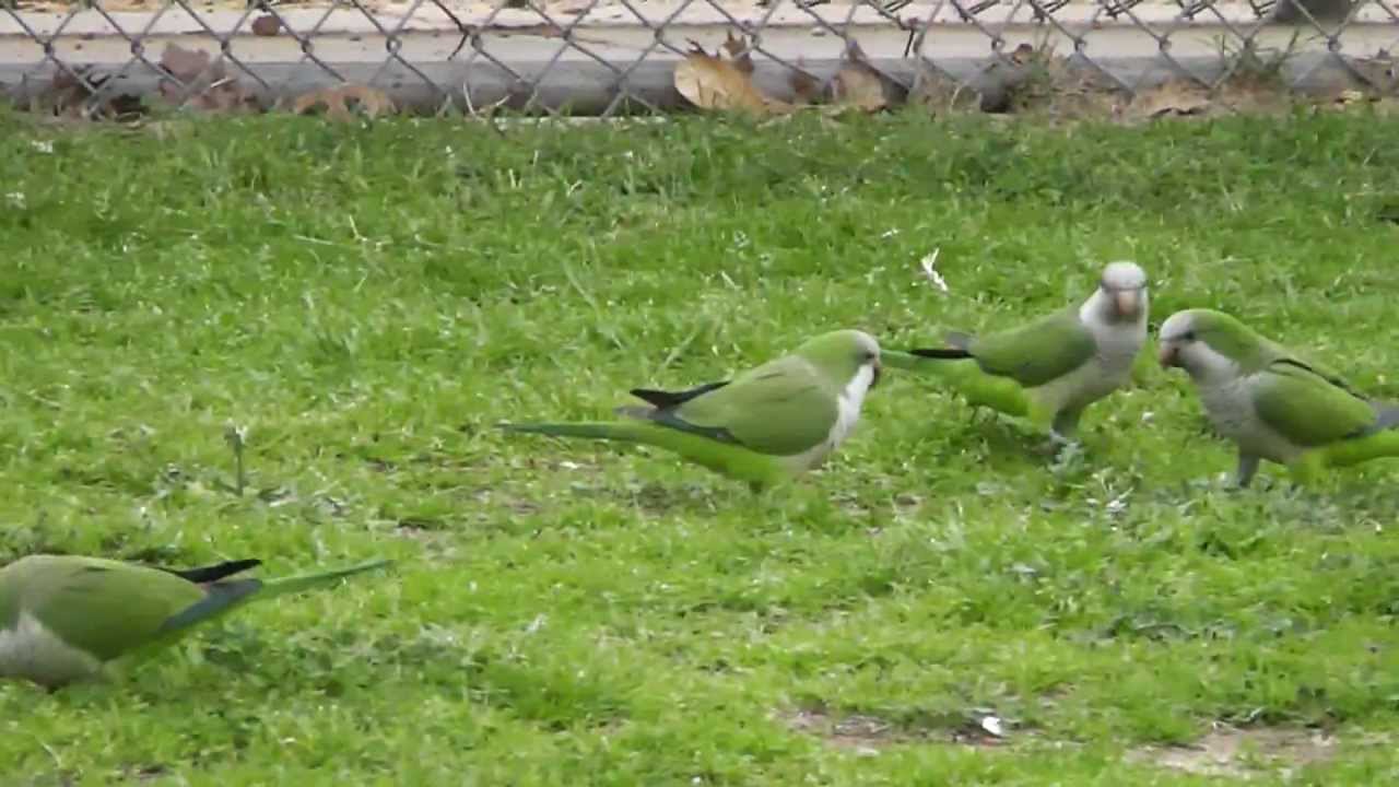 Parakeets on the East side of Austin - YouTube