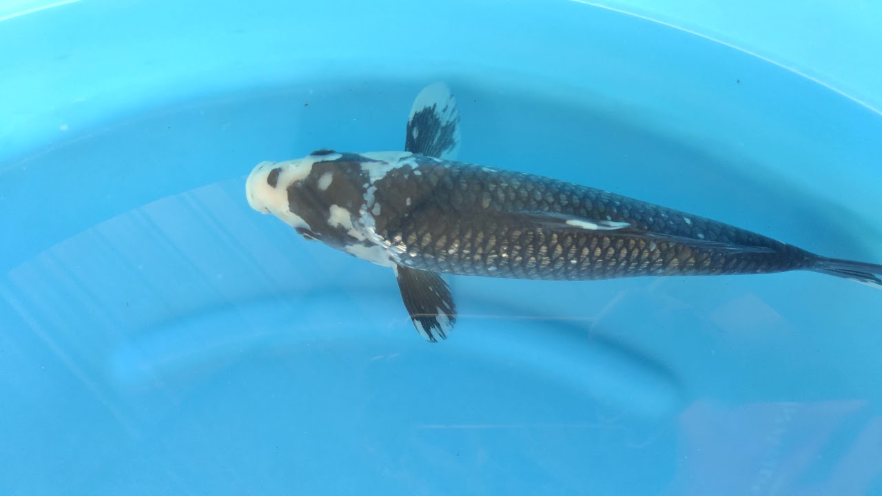 10253 Black Diamond Dainichi Koi Farm - YouTube