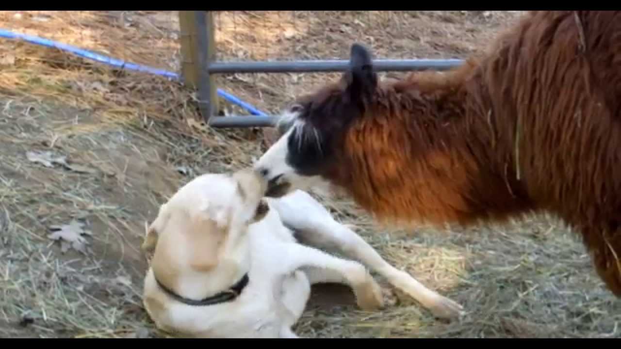 Llamas Labs Laughter | April Fools Joke - YouTube