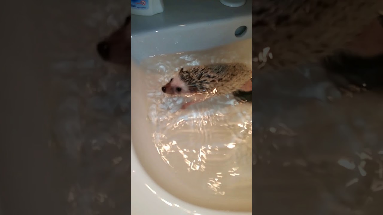 Hedgehog swimming - YouTube