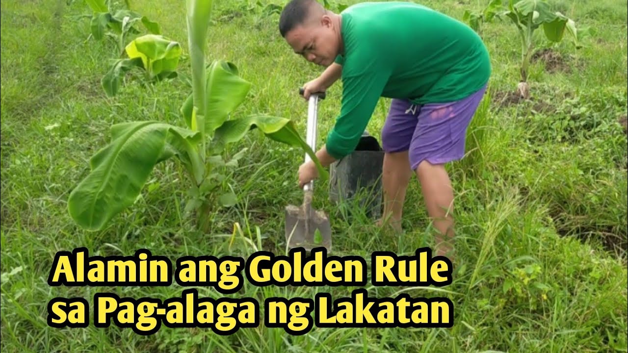 Round Weeding sa Lakatan. Anu ang Golden Rule sa Pagtatanim? - YouTube