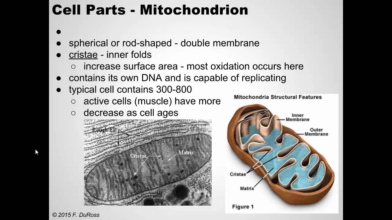 AP BIo Prep Cell Organelles YouTube ap-bio-prep-cell-organelles-youtube