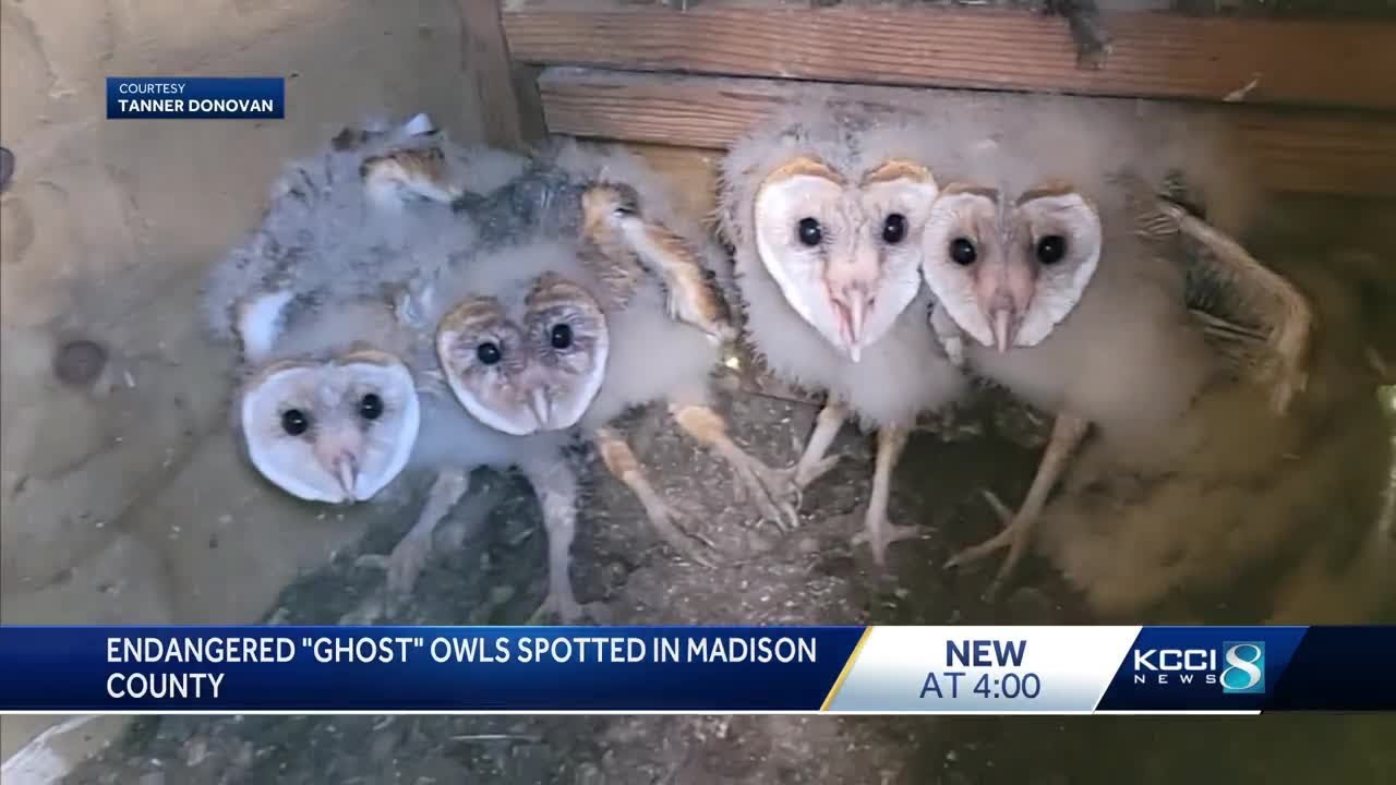 Endangered 'ghost' owls spotted in Madison County - YouTube