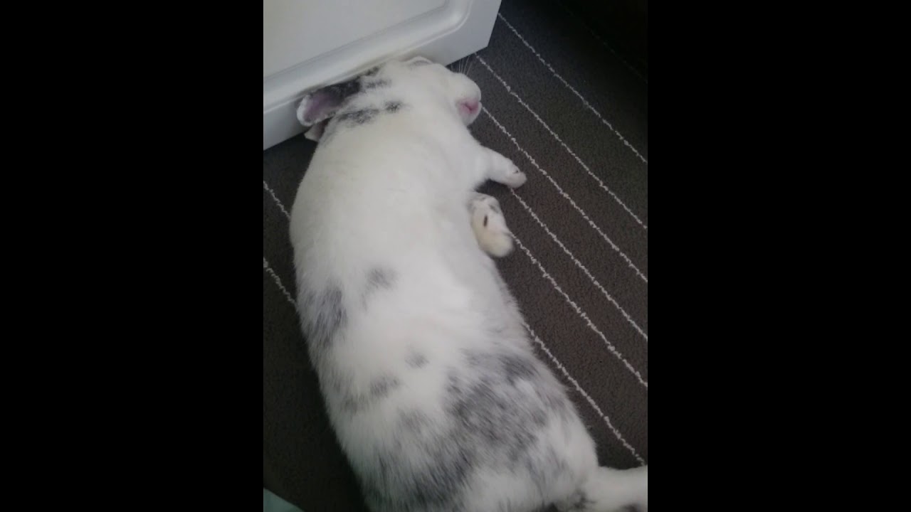 Sleeping Rabbit Kick Stretching - YouTube