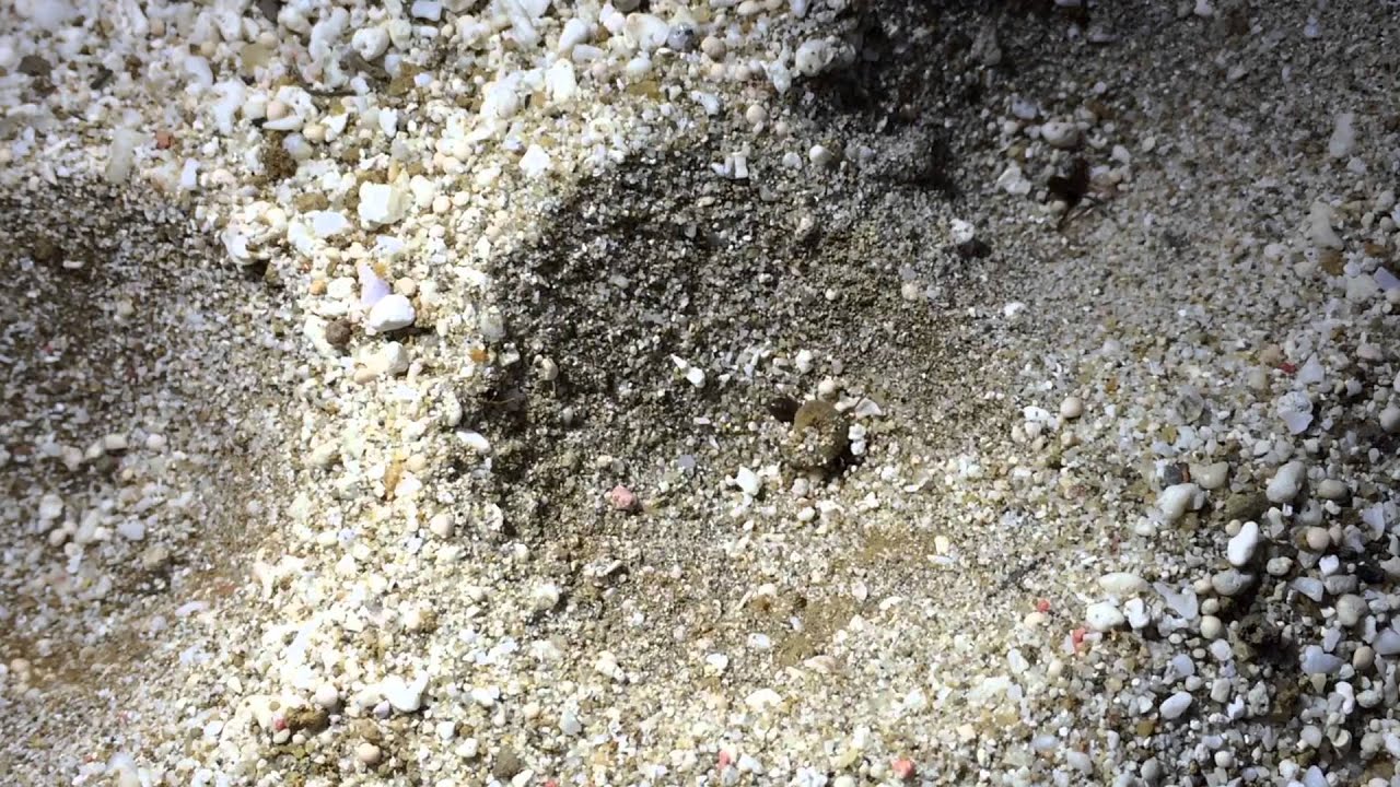 Wormlion (Vermilionidae) Catching Ants - YouTube