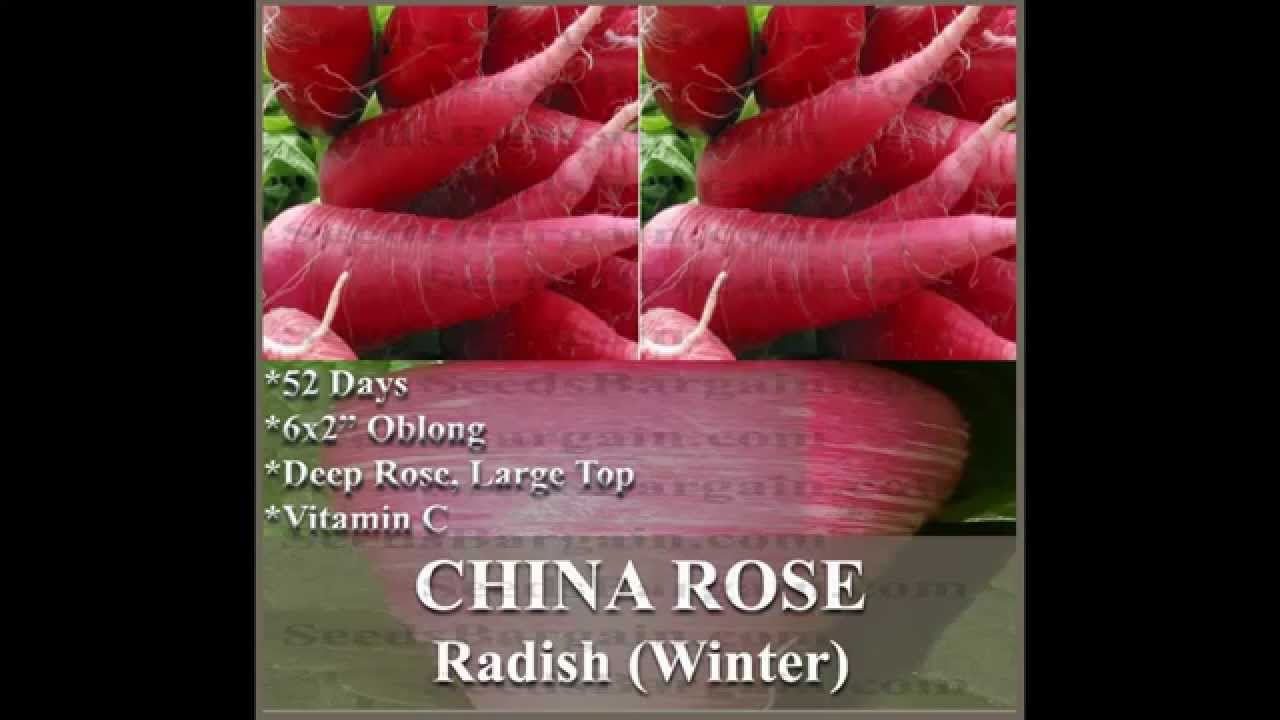 CHINA ROSE Radish seeds - Perfect as Sprouts Crisp and firm, SEEDS on ...
