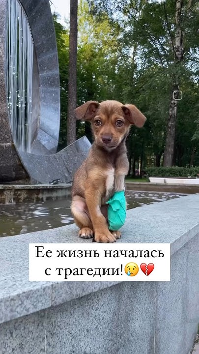 Эля попала под поезд и чудом выжила🥺💔 Youtube