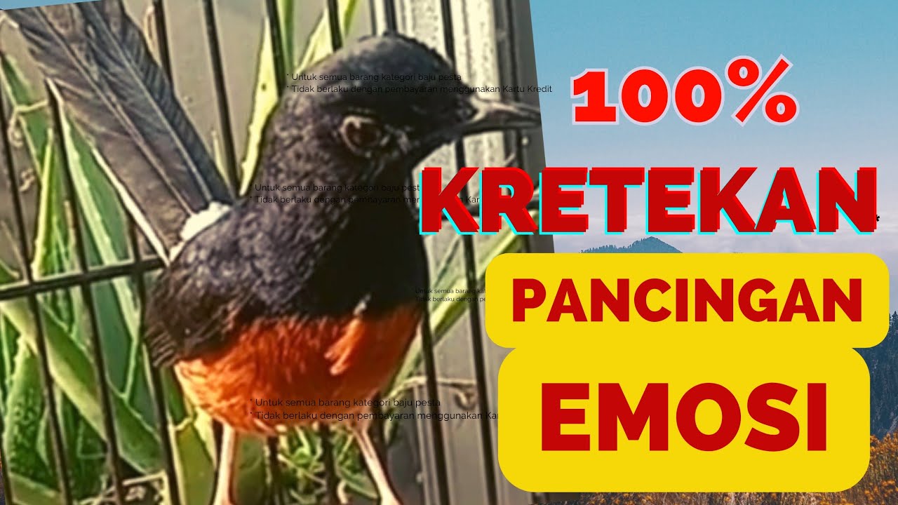 KRETEKAN MURAI BATU BETINA PANCING EMOSI MURAI MANA SAJA YANG DENGAR # ...