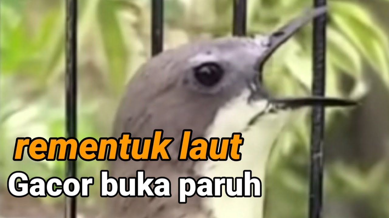 Remetuk laut gacor, remetuk laut jantan dan betina, remetuk laut betina ...