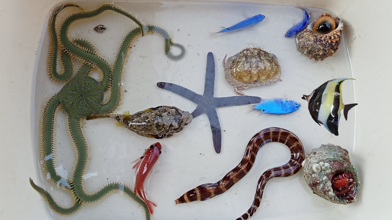Seek and Find StarFish, PufferFish, Ikan Hias, Kelomang, Belut ...