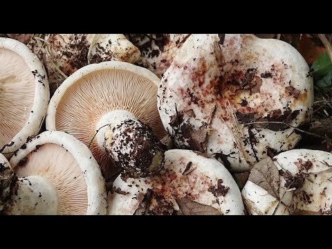 Niscalo de chopo - Lactarius controversus - Blushing milkcap - YouTube
