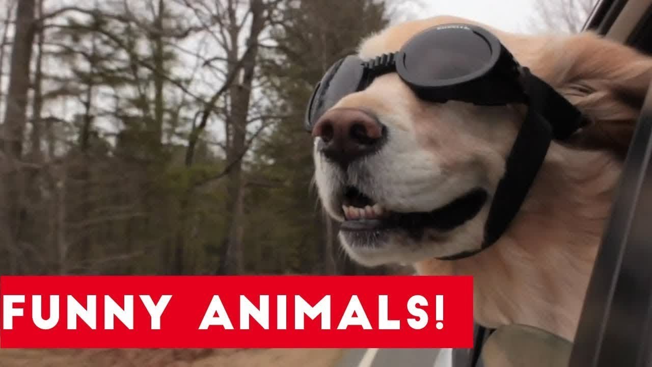 Pets TV Funniest Pet Clips, Bloopers & Moments Caught On Tape 2017 ...