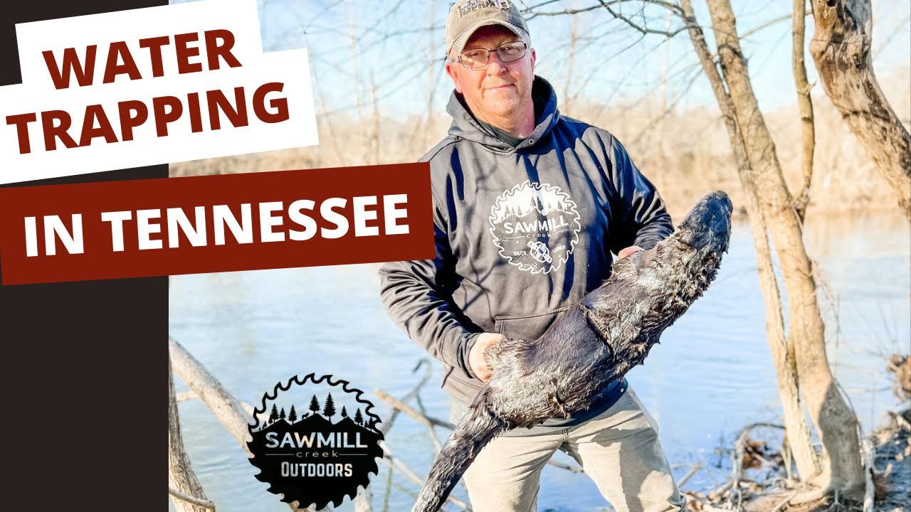 Water Trapping in Tennessee (Otter and Beaver Trapping) - YouTube
