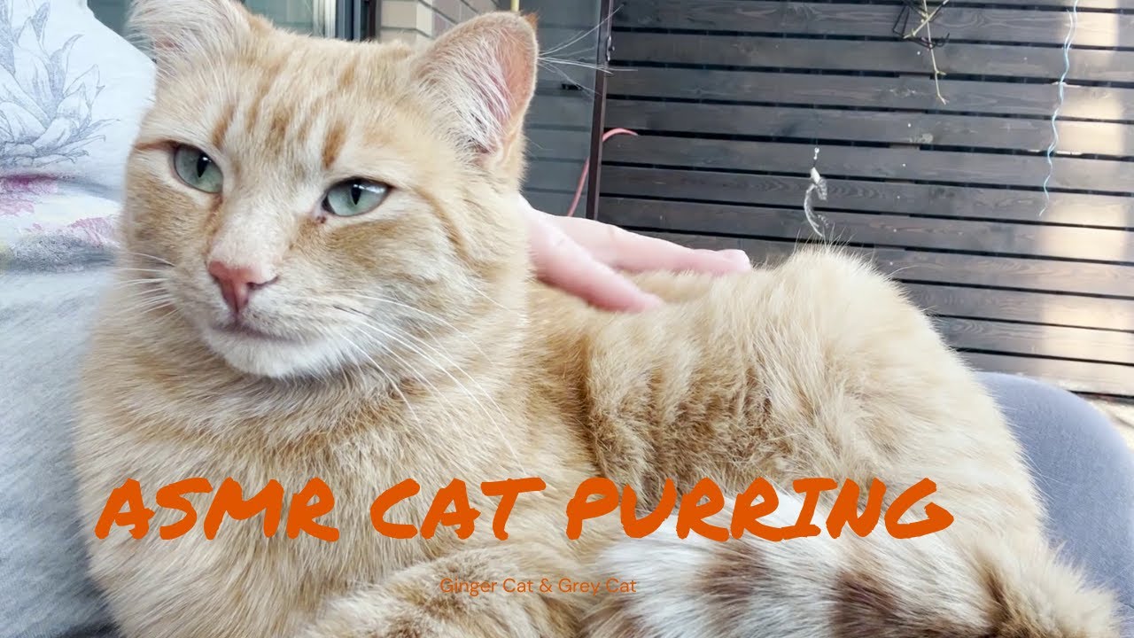 Purring Ginger Cat ASMR #17 - YouTube