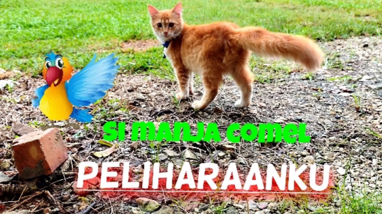 kucing bulu halus, (si manja comel main lidi) - YouTube