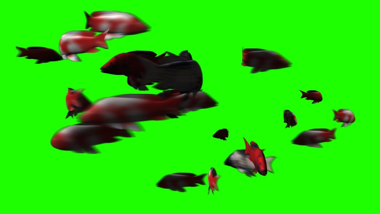 Greenscreen aquarium freshwater fish Chroma free - YouTube