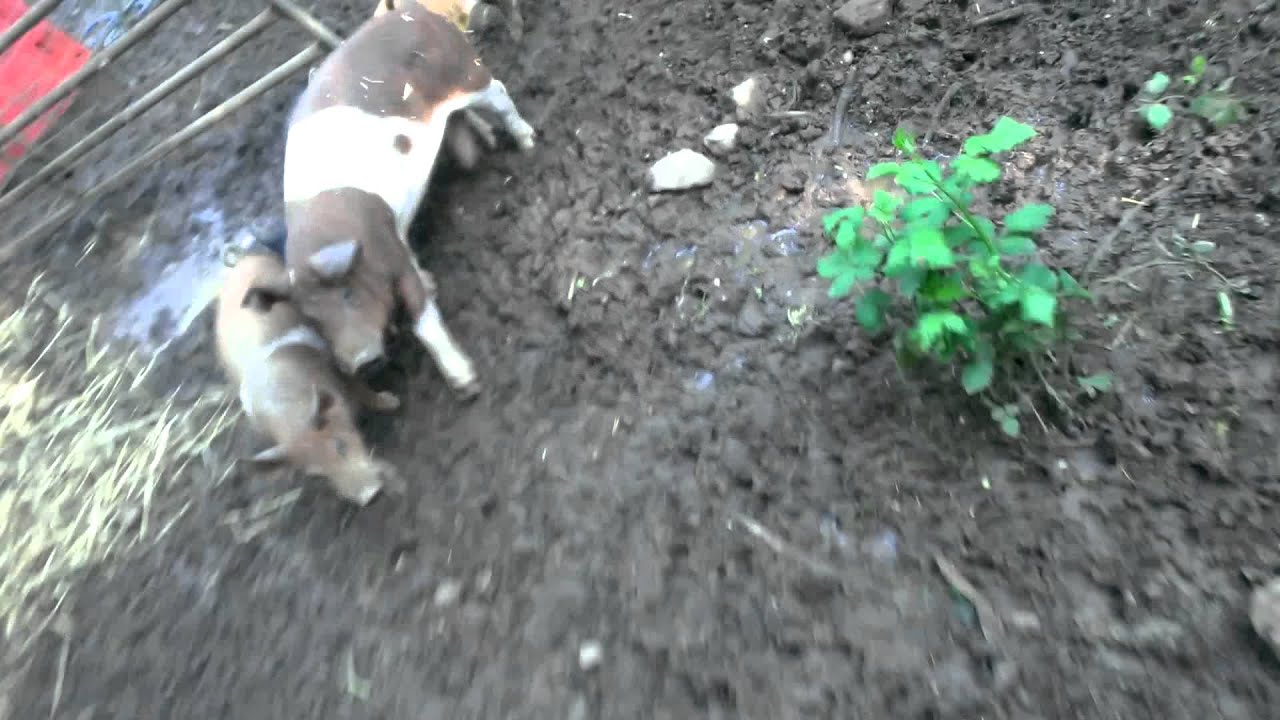 Good morning pigs! - YouTube