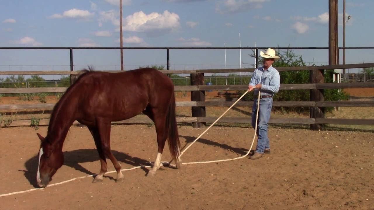 Part 3 - Starting the 2 yr Old - Preparation for Hobble Training - YouTube