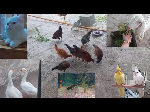 My all pets introduction || so many pets - YouTube