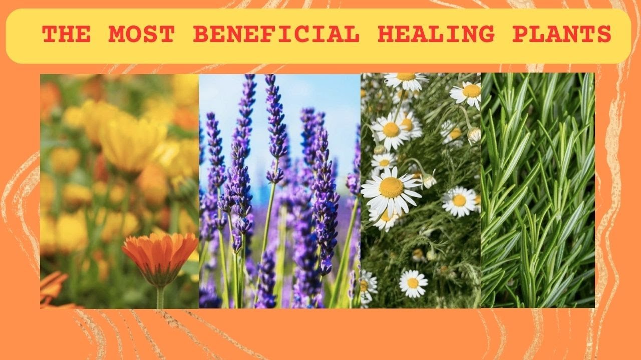 Healing plants II Healing plants and herbs II healing plants to grow at ...