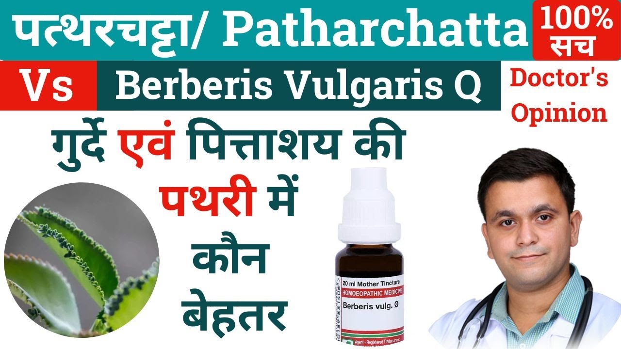 Berberis Vulgaris Q & Patharchatta plant for kidney stone- Berberis ...