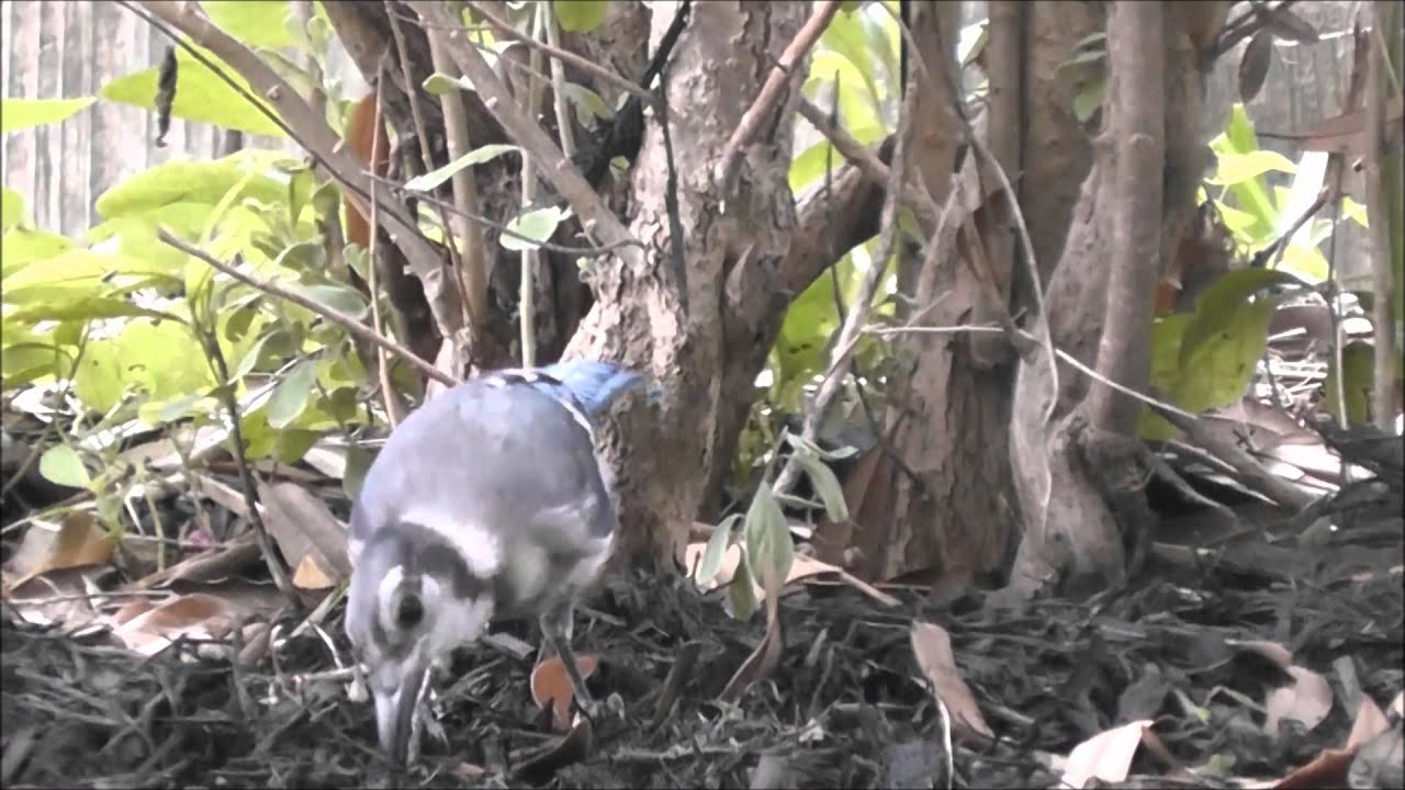Blue Jay, young adult, hunting and pecking for food - YouTube
