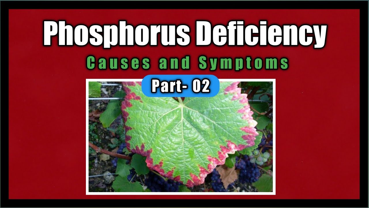 Phosphorus Deficiency- Cause and Symptoms | Part- 02 | फास्फोरस की कमी ...