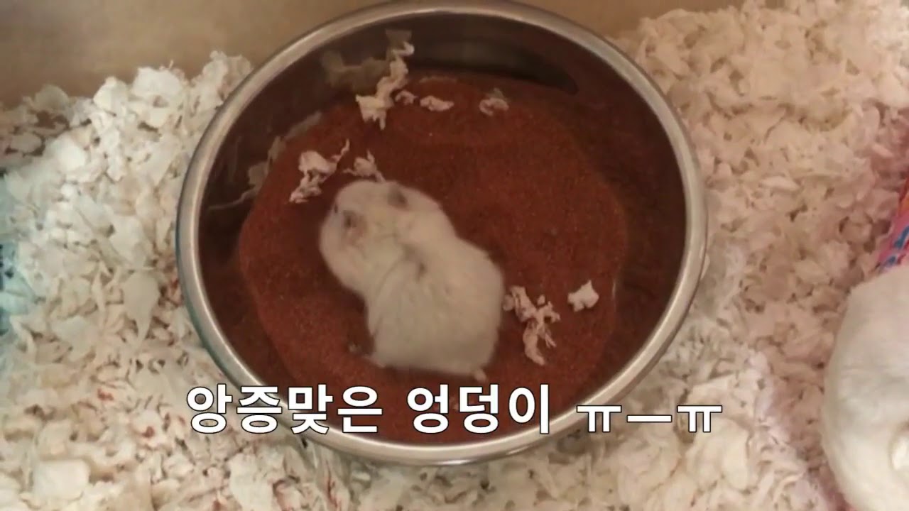 사막모래에서 디깅하는 펄햄스터 (Hamster digging desert sand) - YouTube