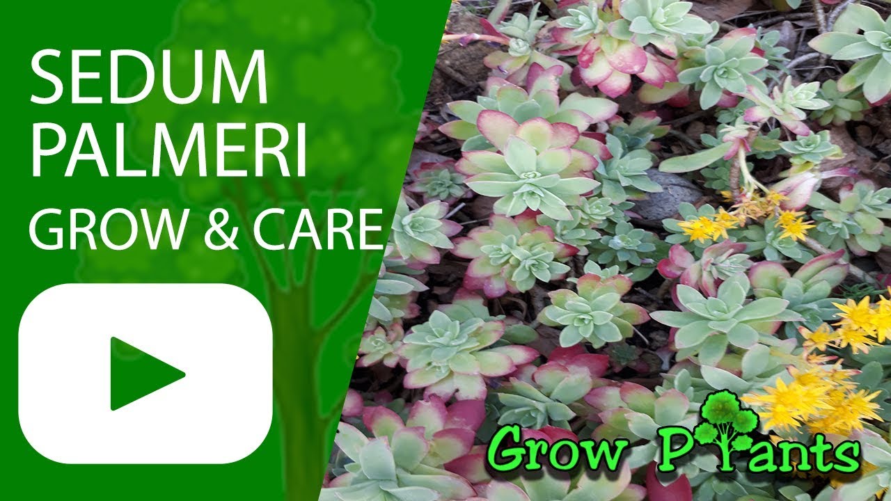 Sedum palmeri - grow and care - YouTube