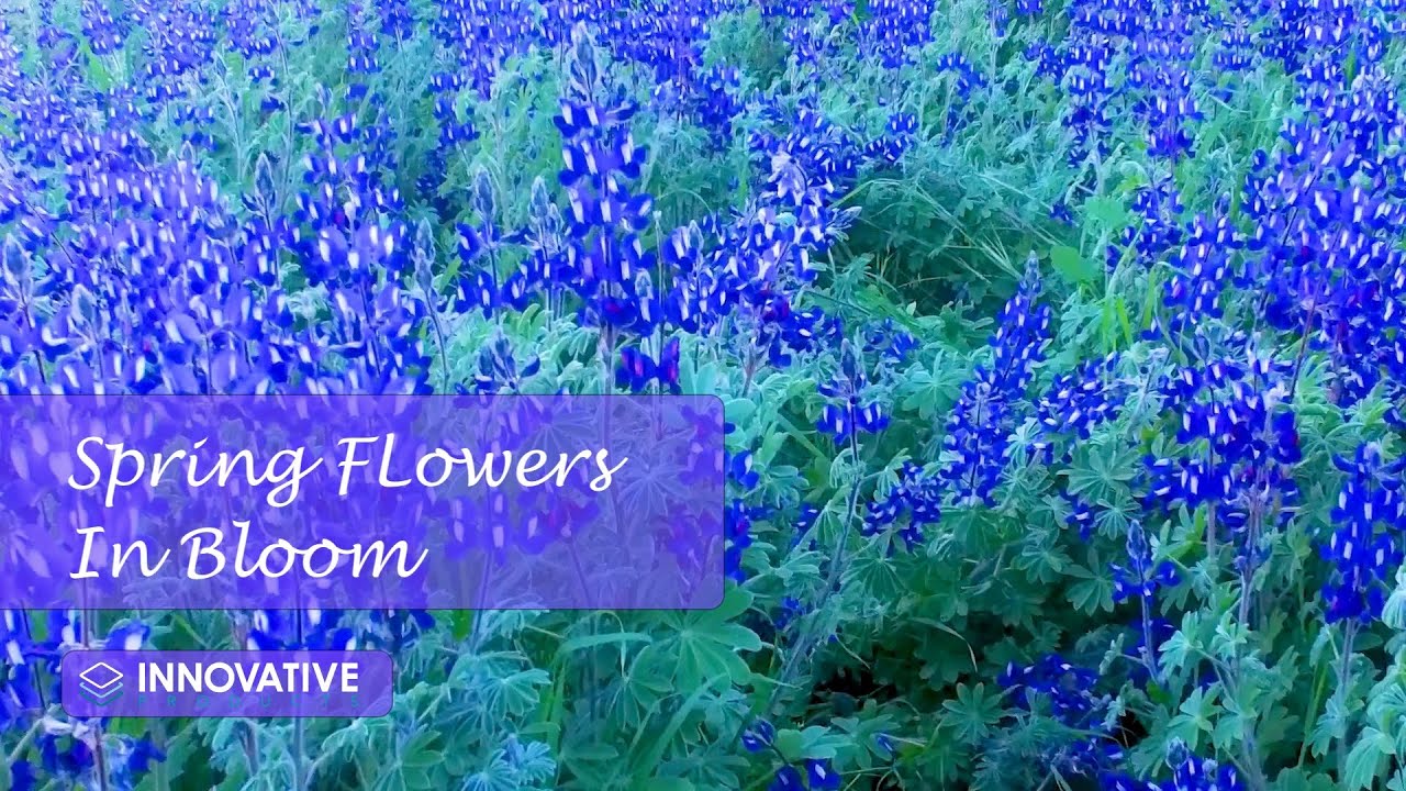 Sleep Music • Spring Flowers • Soul Soothing Sleep Music • Deep ...