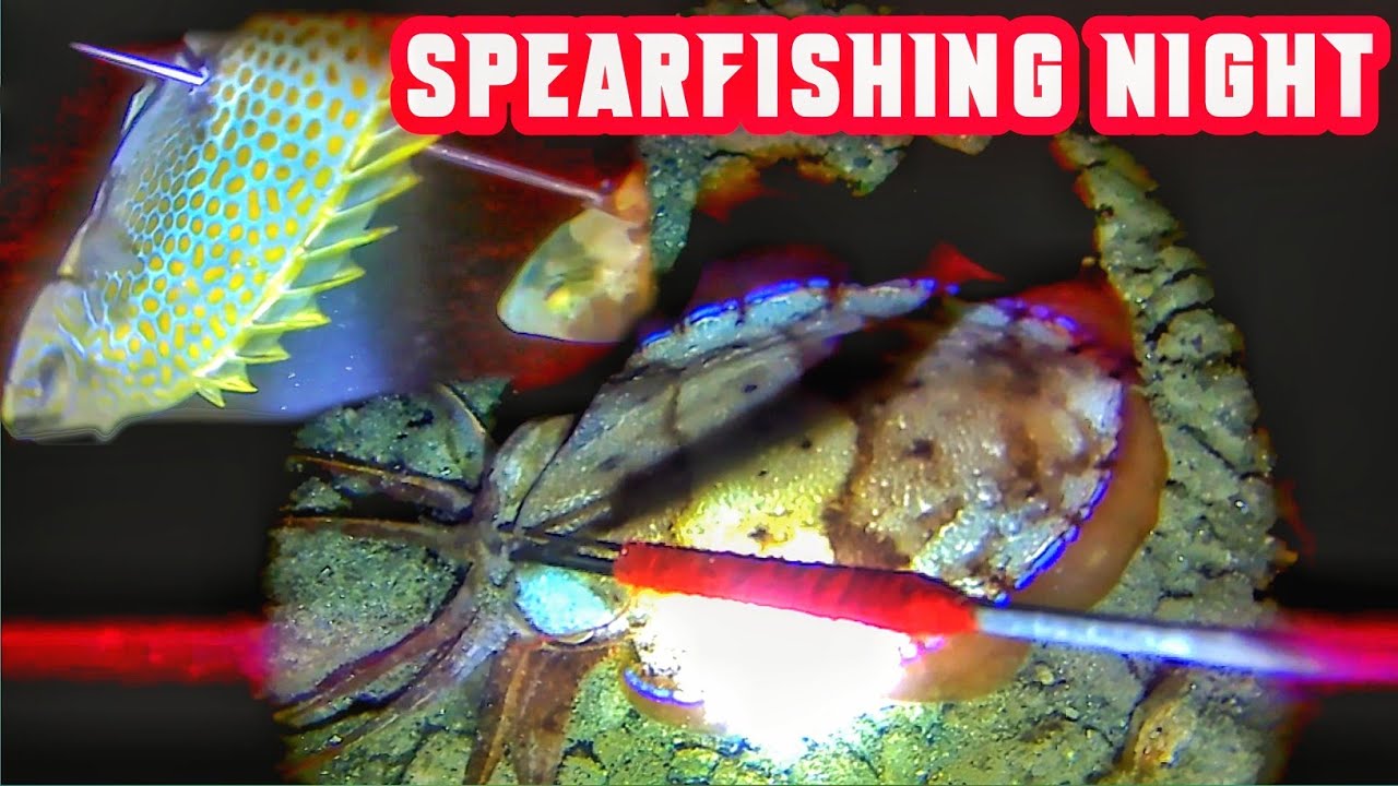 night spearfishing -cuttlefish&crabs - YouTube