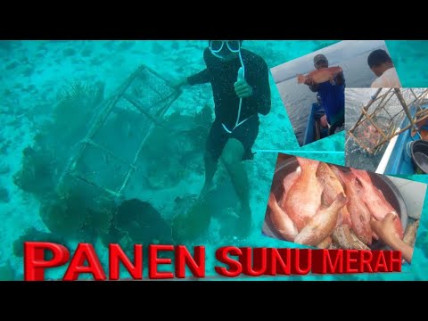 Panen Ikan SUNU MERAH Pakai Bubu Dasaran - YouTube