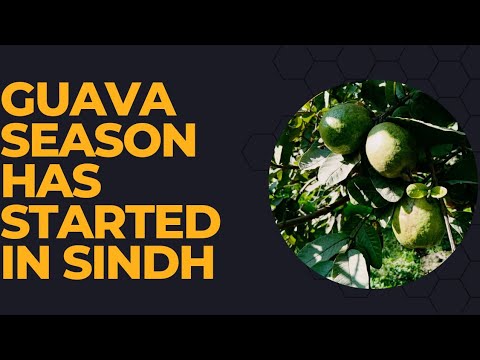 Guava season has started in Sindh - YouTube