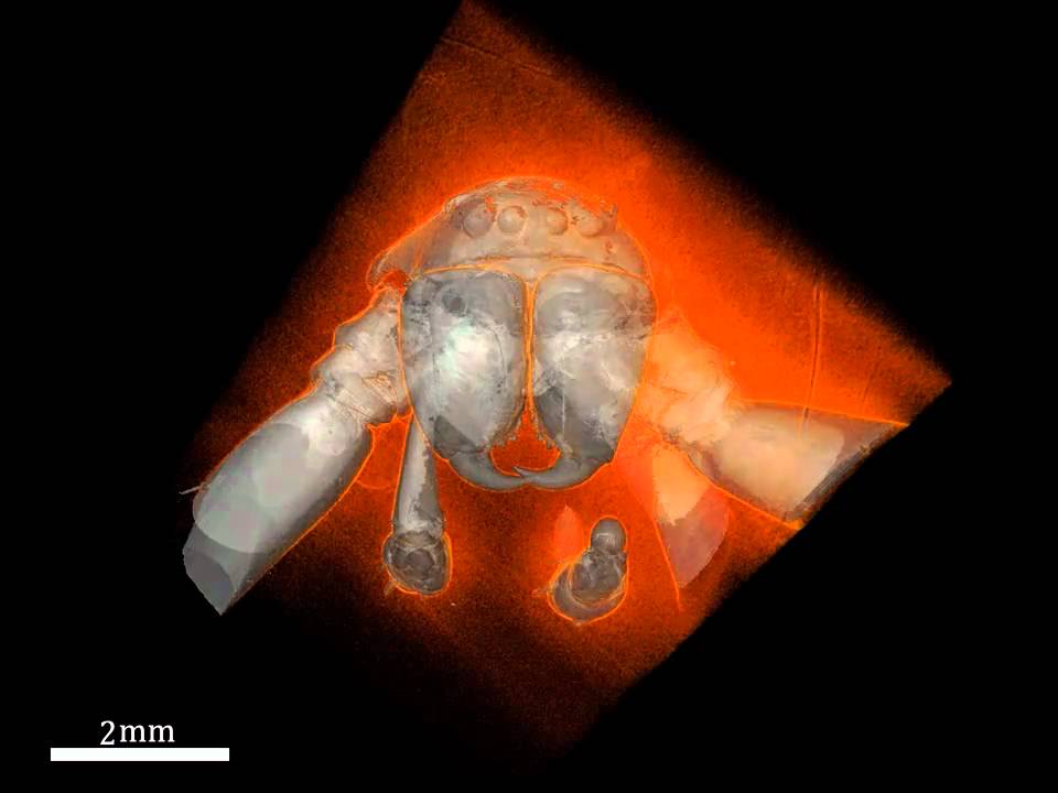 Huntsman Spider in Baltic Amber Imaged Using Phase Contrast X-Ray ...