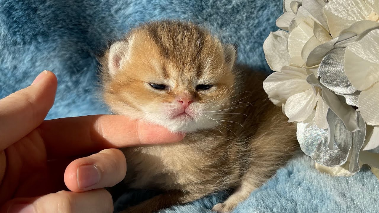 Sweet Caramel British Shorthair girl | Lux Paw Cattery - YouTube