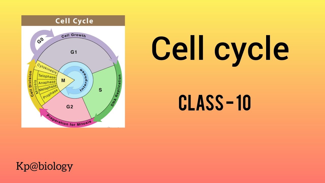 cell cycle // Class -10 // kp@biology - YouTube